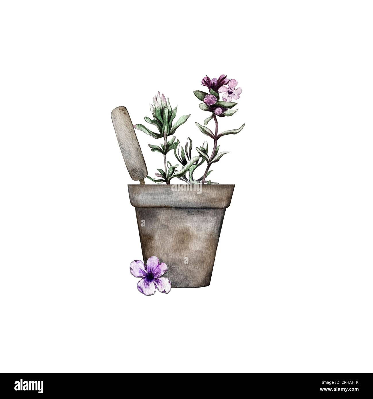 composition of thyme in a flower pot Stock Photo - Alamy