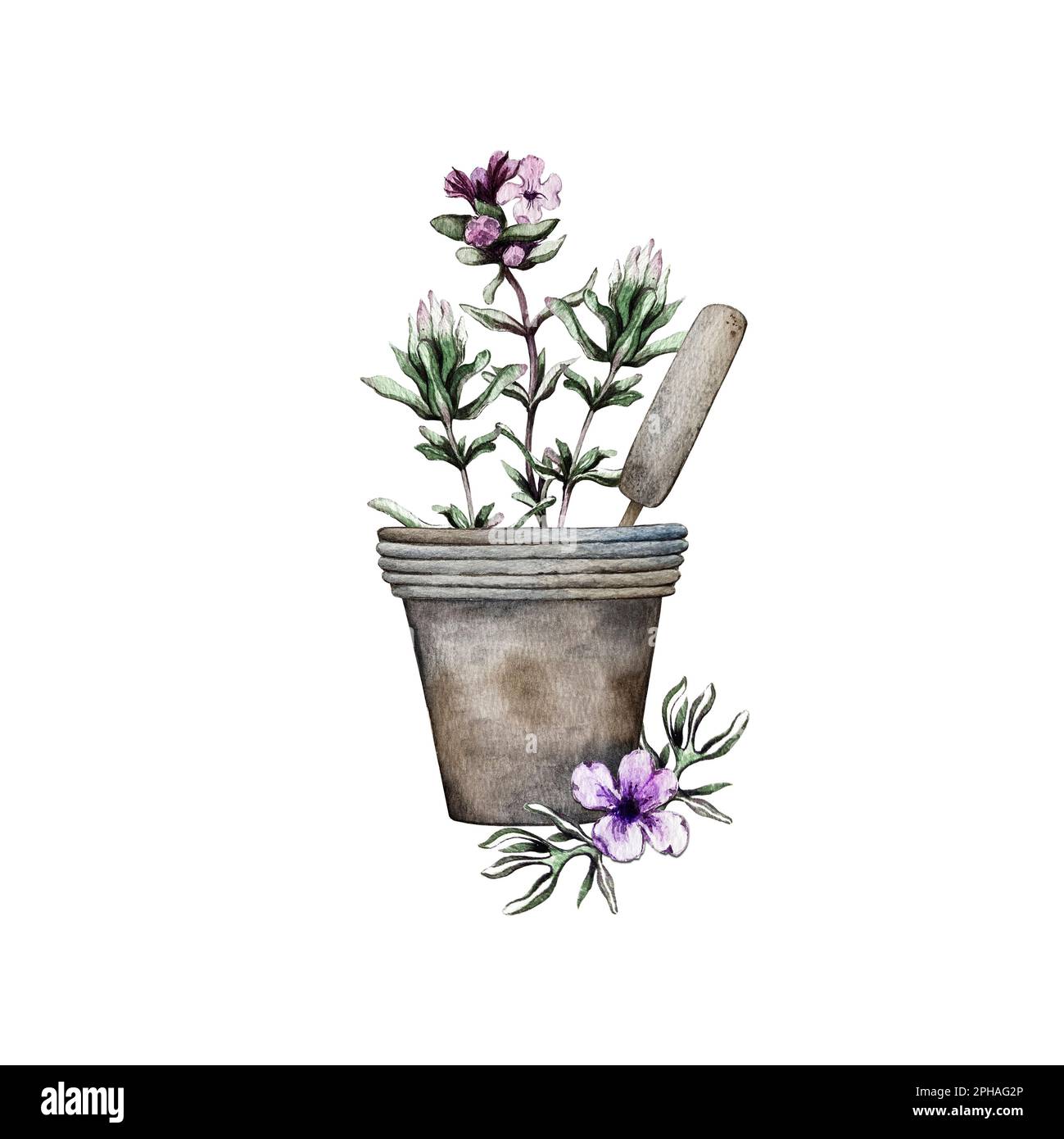 composition of thyme in a flower pot Stock Photo - Alamy