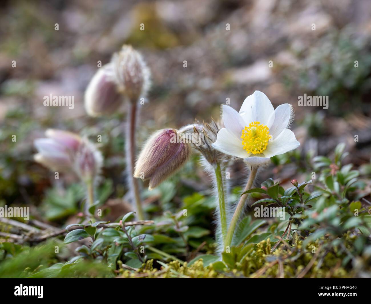 Anemone vernalis hi-res stock photography and images - Alamy