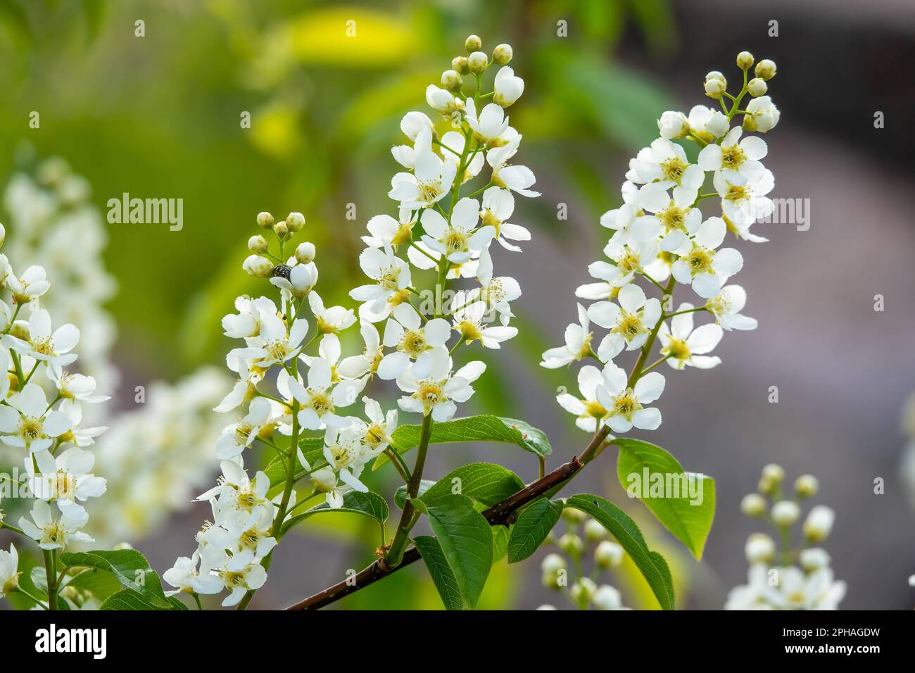 Bird cherry summer bush shrub hi-res stock photography and images - Alamy