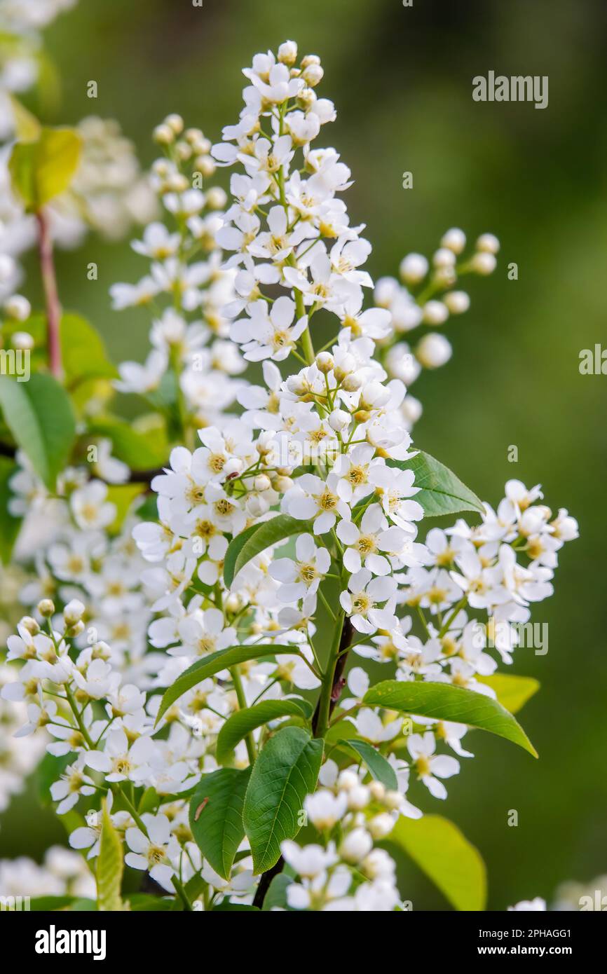 Flowering bird cherry bush hi-res stock photography and images - Alamy