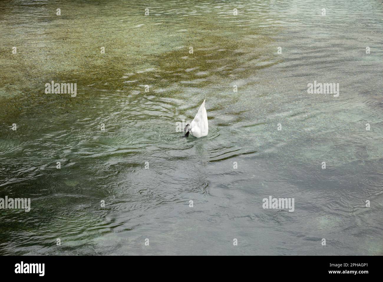 Diving goose hi-res stock photography and images - Alamy