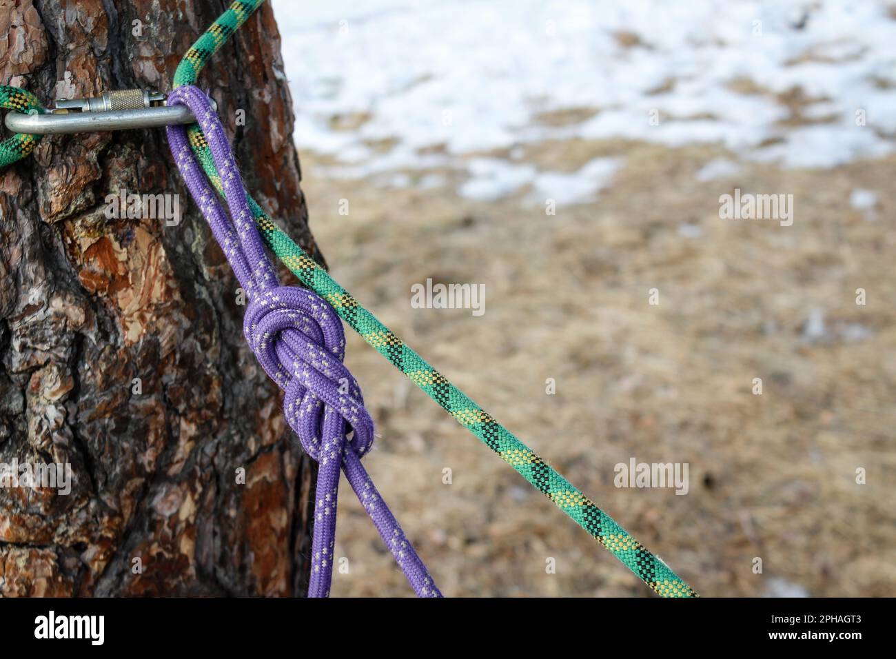 purple and green ropes, tied to tree with steel carabiner ...