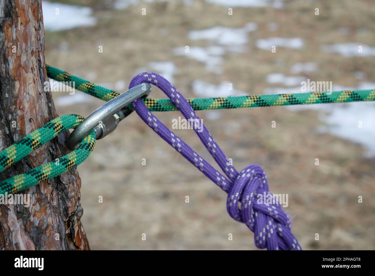 purple and green ropes, tied to tree with steel carabiner ...
