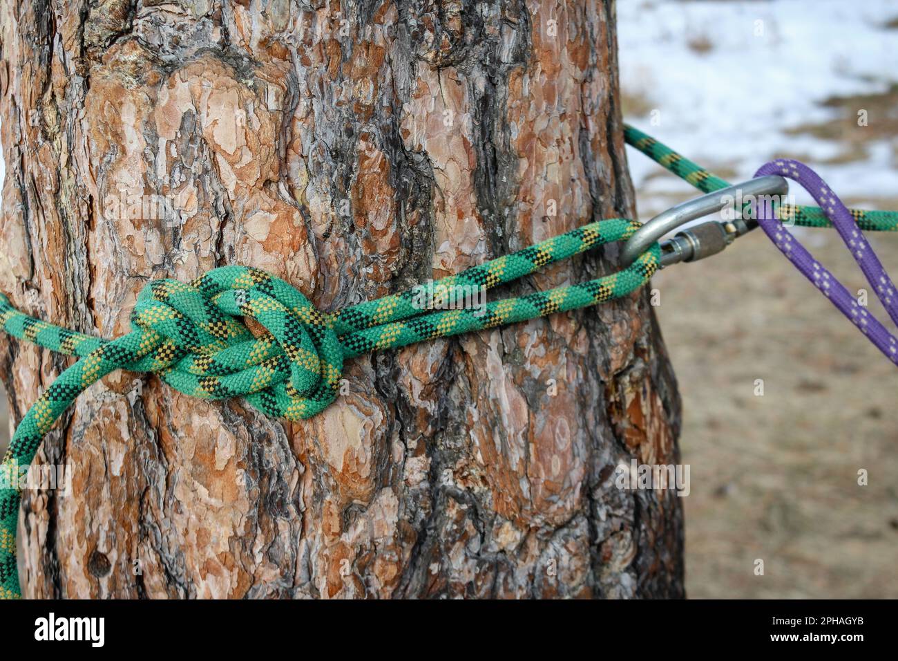 purple and green ropes, tied around tree with steel carabiner ...