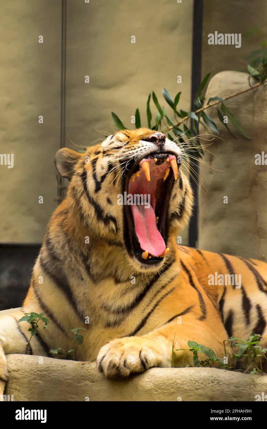 Indian tiger opening his mouth and showing long canines Stock Photo - Alamy