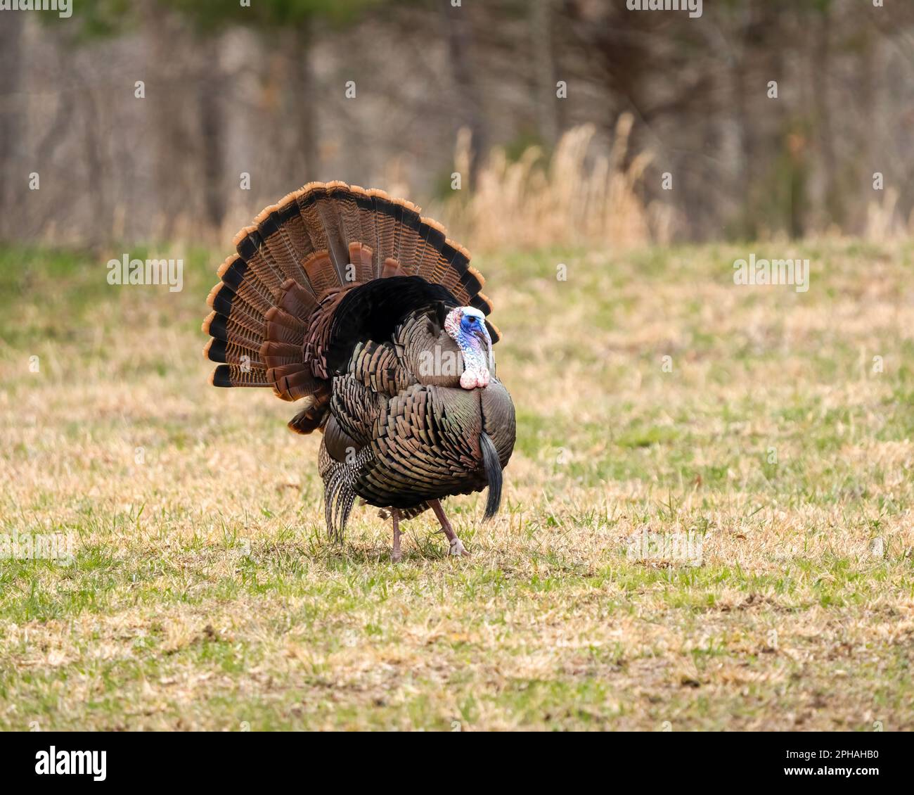 Wild turkey stands hi-res stock photography and images - Alamy