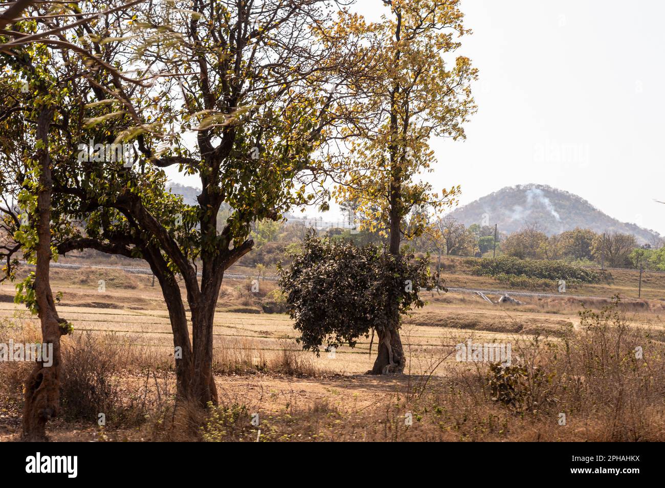 Trees in the fields of Chota Nagpur Plateau against distant mountain in ...