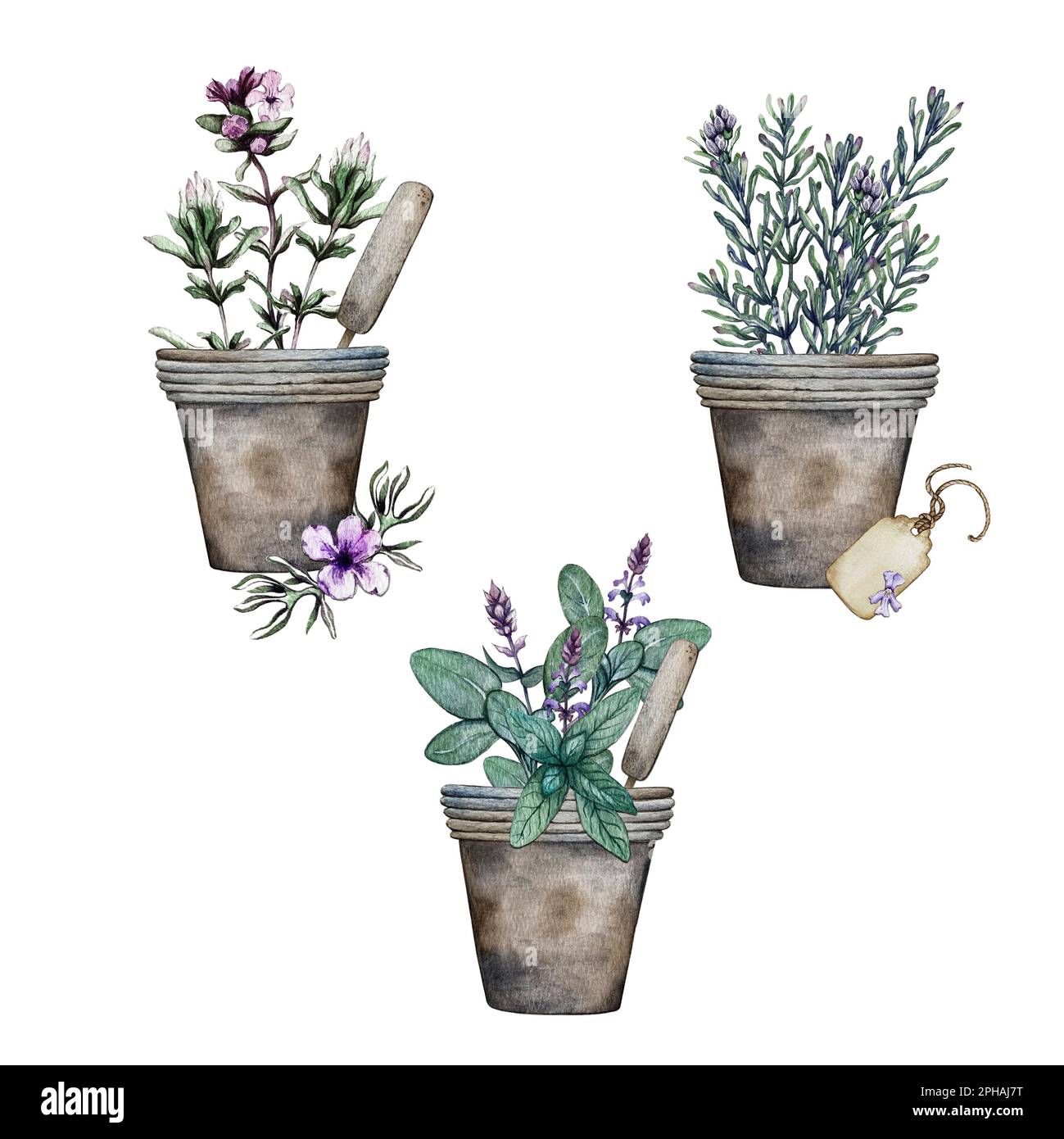 composition of sage, thyme, rosemary in flower pot Stock Photo - Alamy