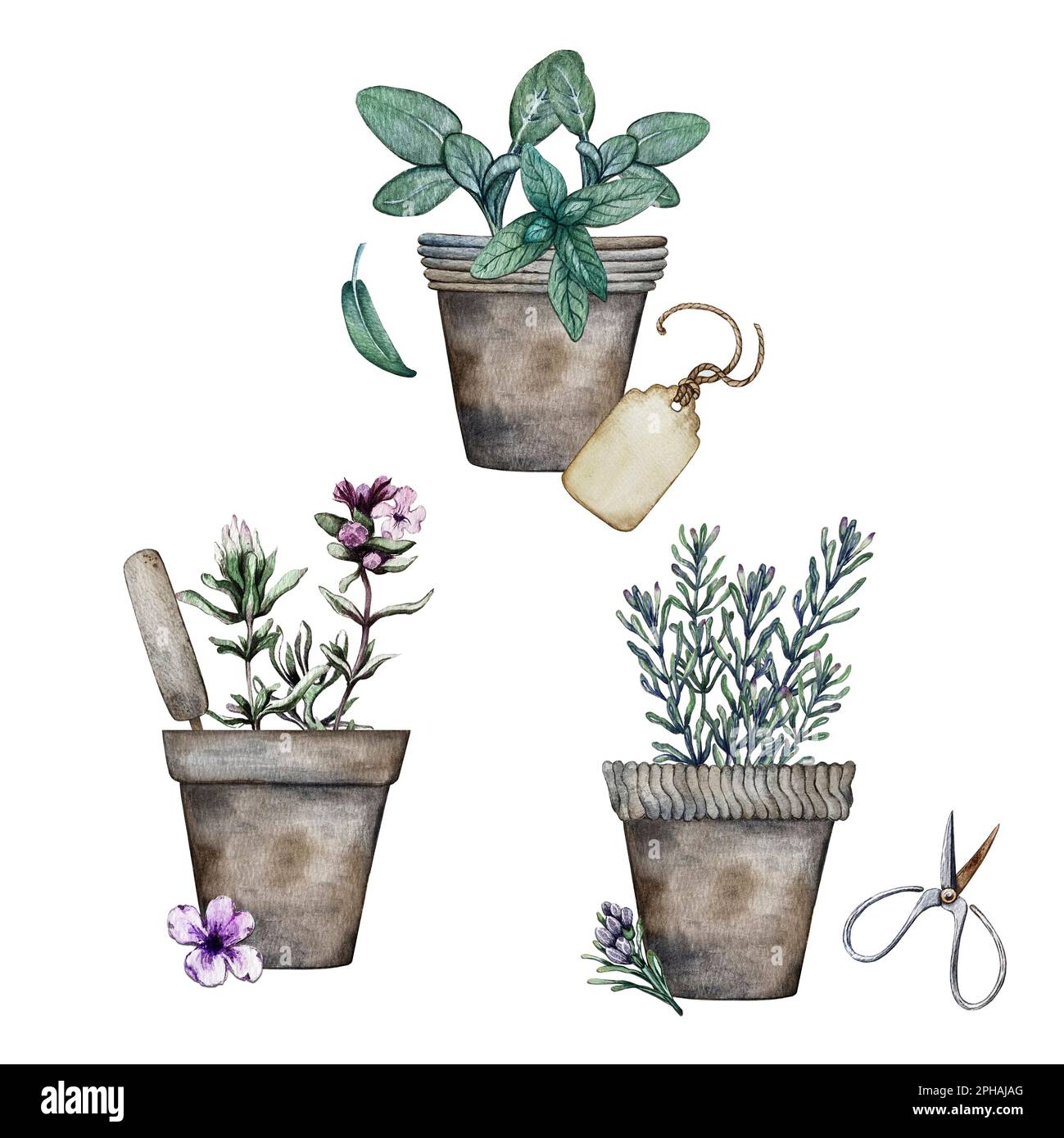 Vintage pot of rosemary hi-res stock photography and images - Alamy