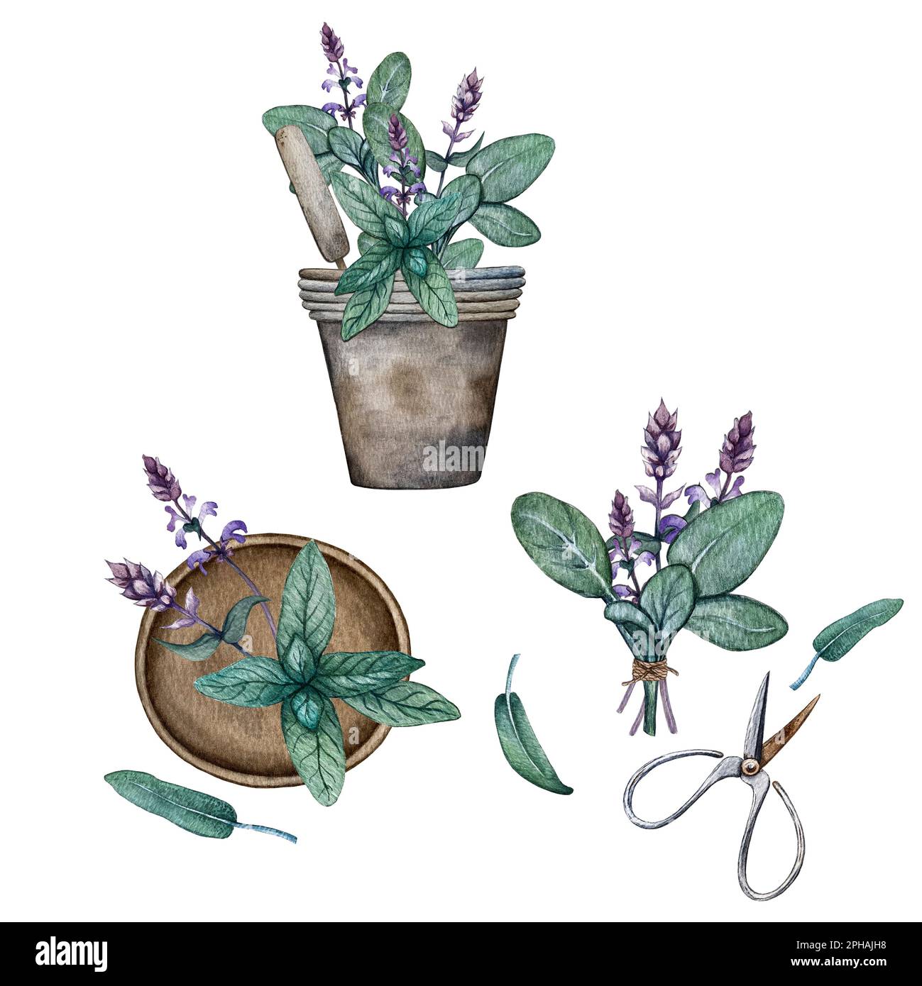 compositions of sage, flower pot, plate, scissors Stock Photo - Alamy