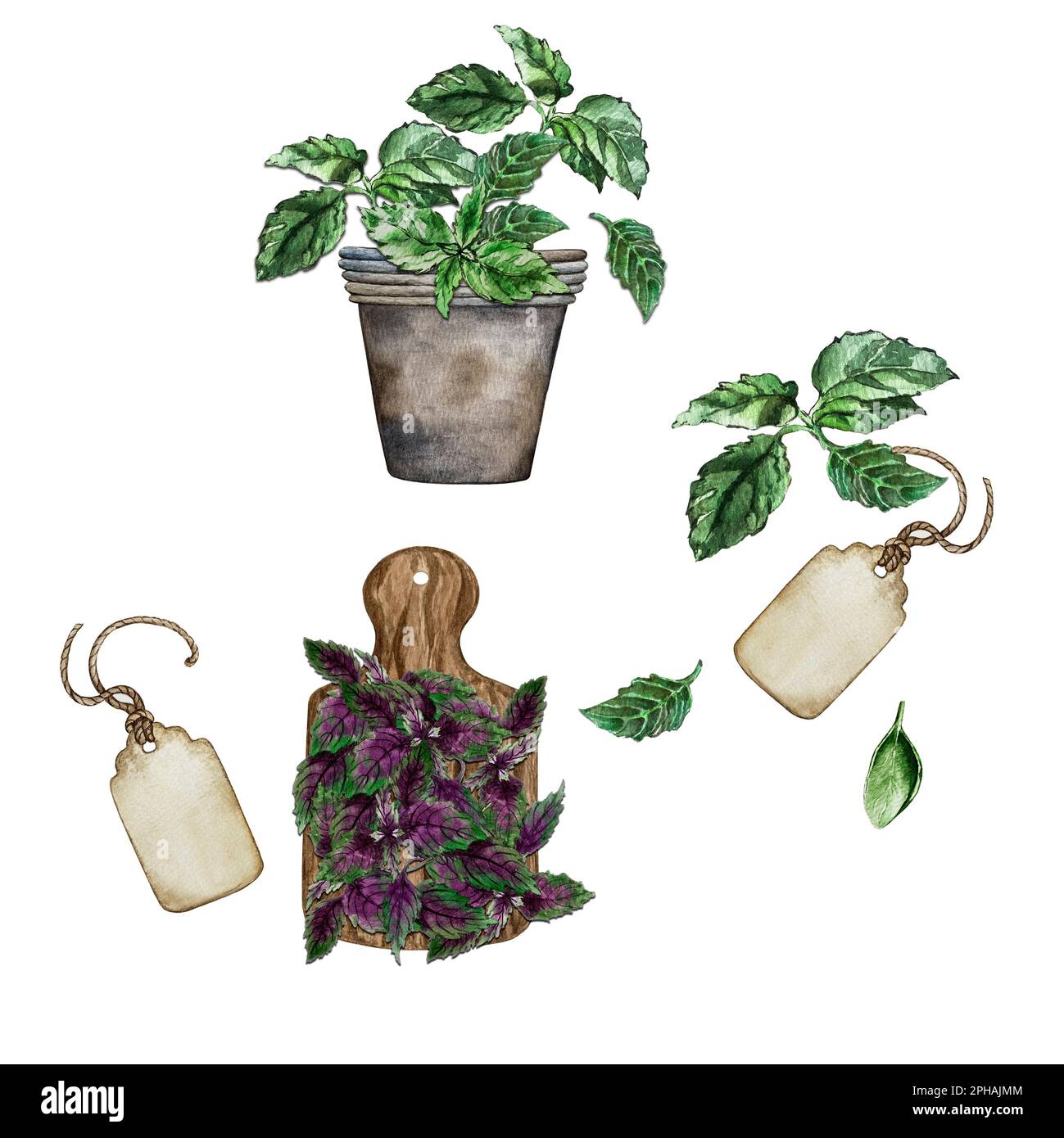 Compositions of basil hi-res stock photography and images - Alamy