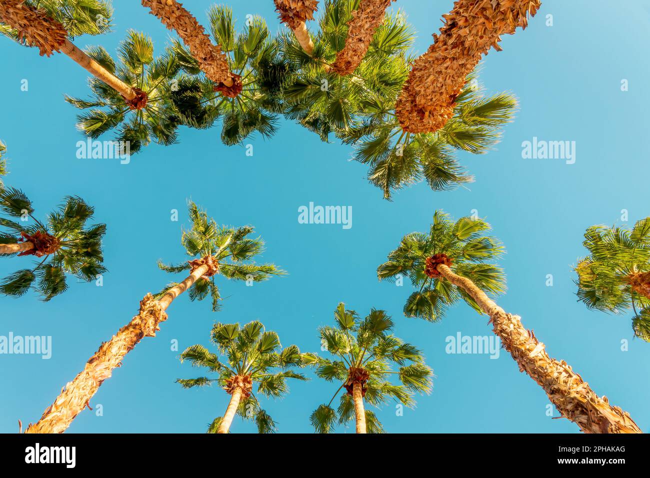 Looking up at palm trees, view from bottom, tropical travel and tourism ... Looking up at palm trees, view from bottom, tropical travel and tourism ...