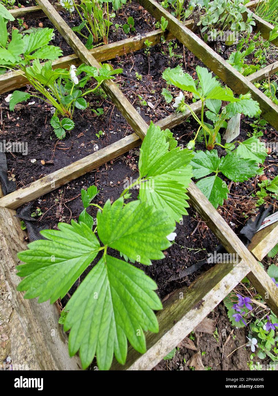 Early spring garden works, Bron, France Stock Photo - Alamy