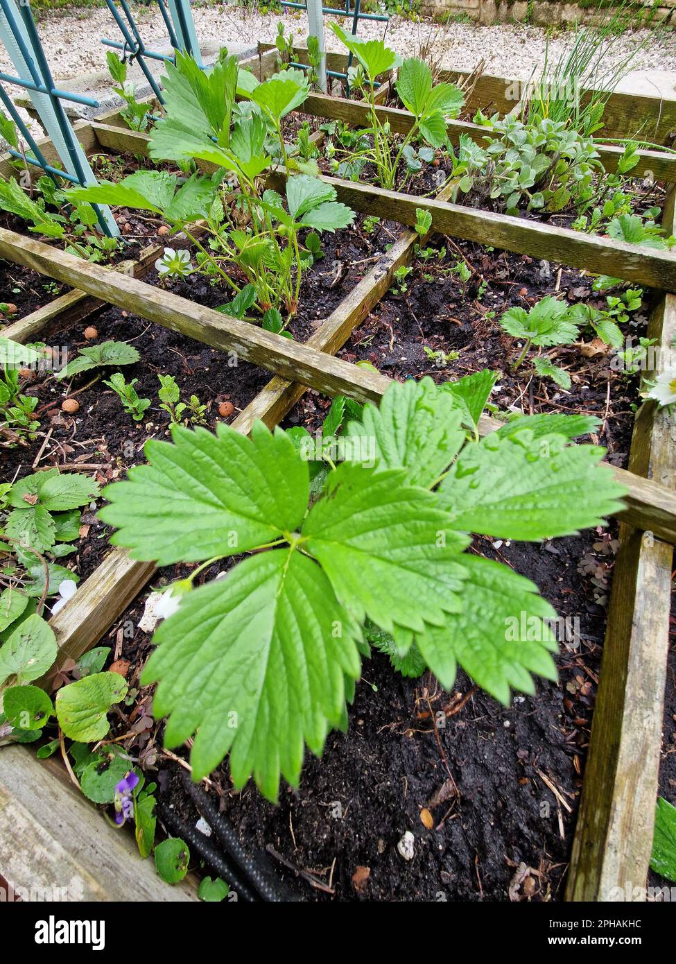 Early spring garden works, Bron, France Stock Photo - Alamy