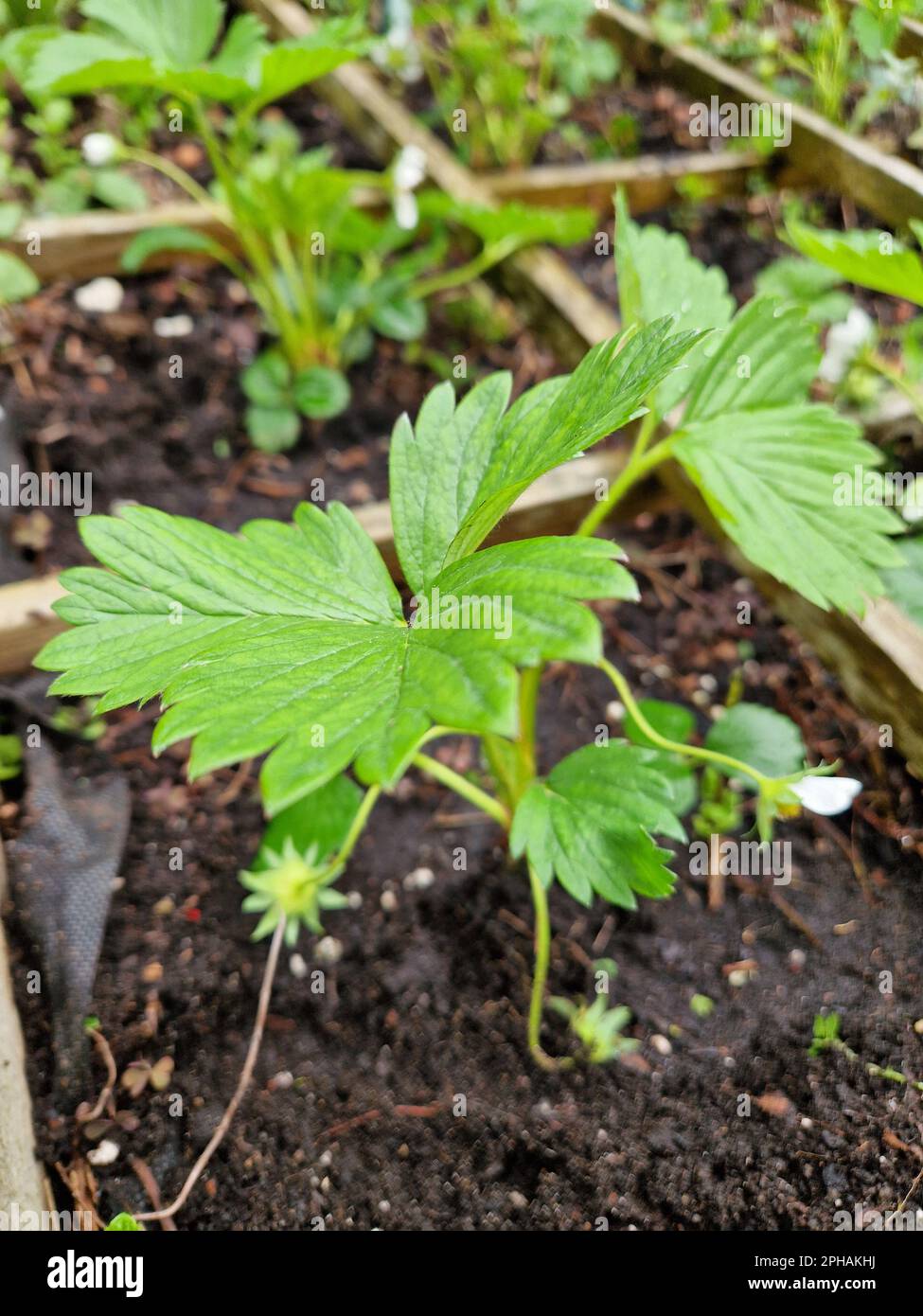 Early spring garden works, Bron, France Stock Photo - Alamy