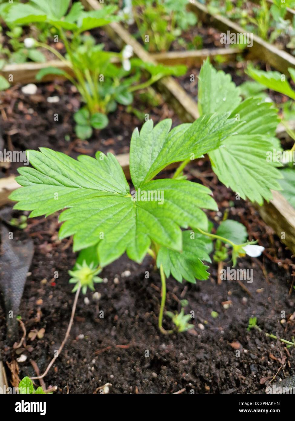 Early spring garden works, Bron, France Stock Photo - Alamy