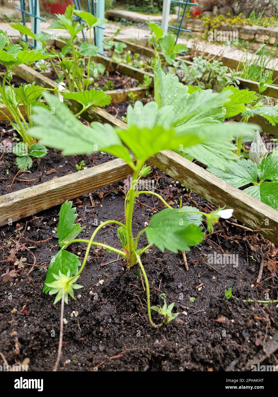 Early spring garden works, Bron, France Stock Photo - Alamy