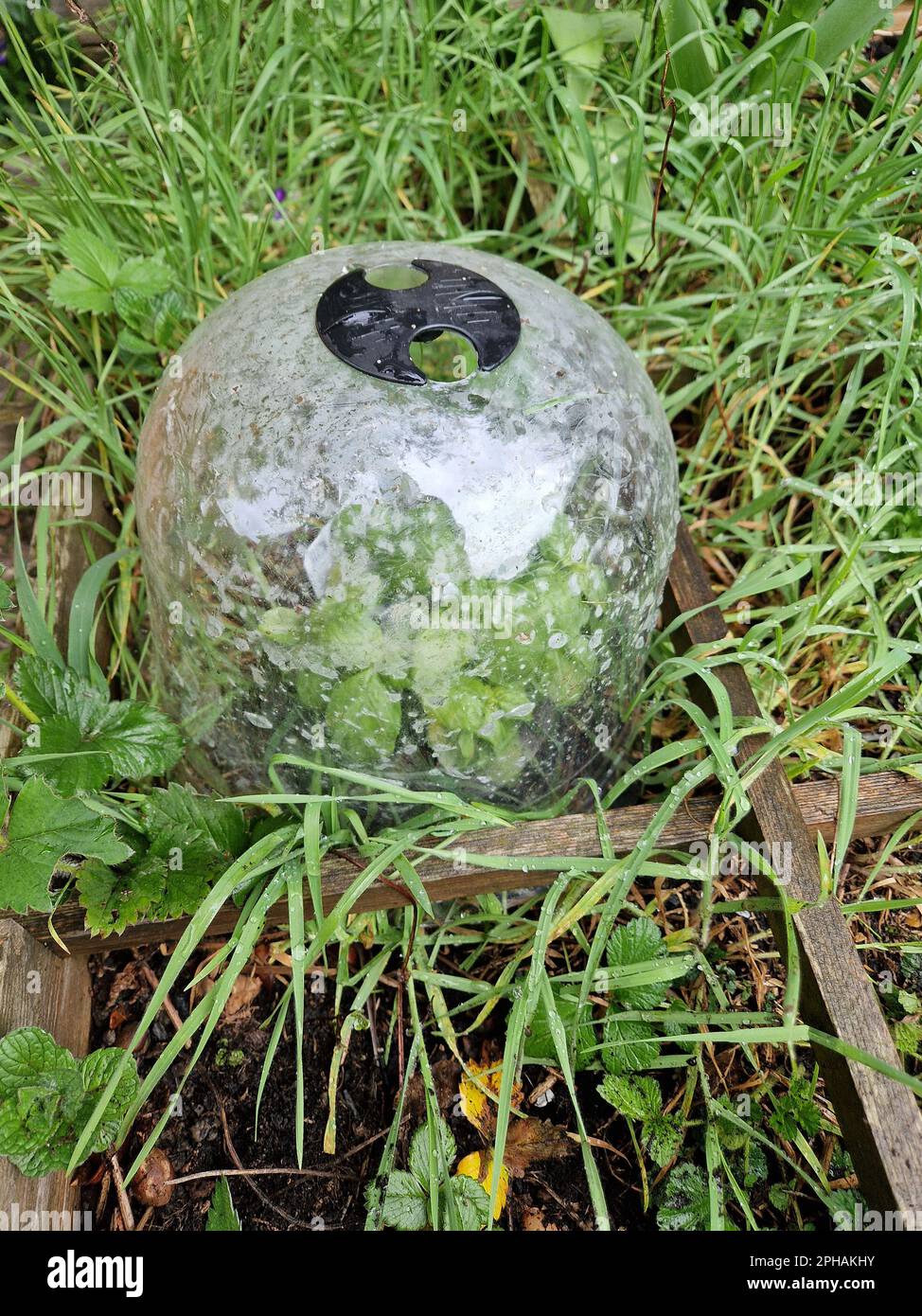 Early spring garden works, Bron, France Stock Photo - Alamy