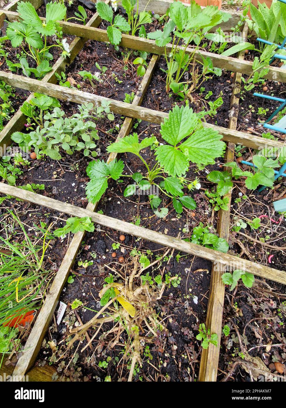 Early spring garden works, Bron, France Stock Photo - Alamy