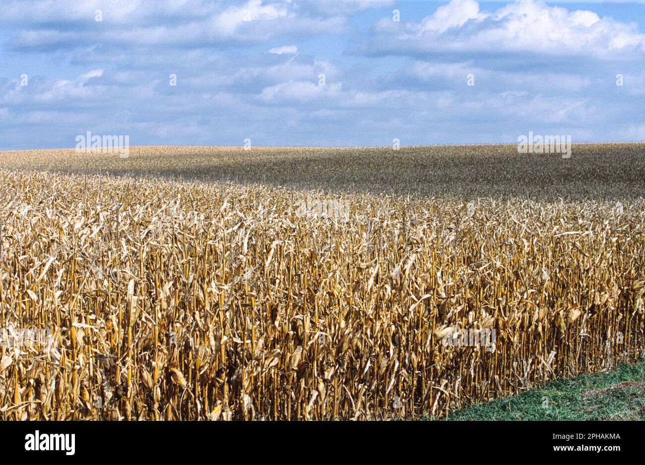 Grain field season corn hi-res stock photography and images - Alamy