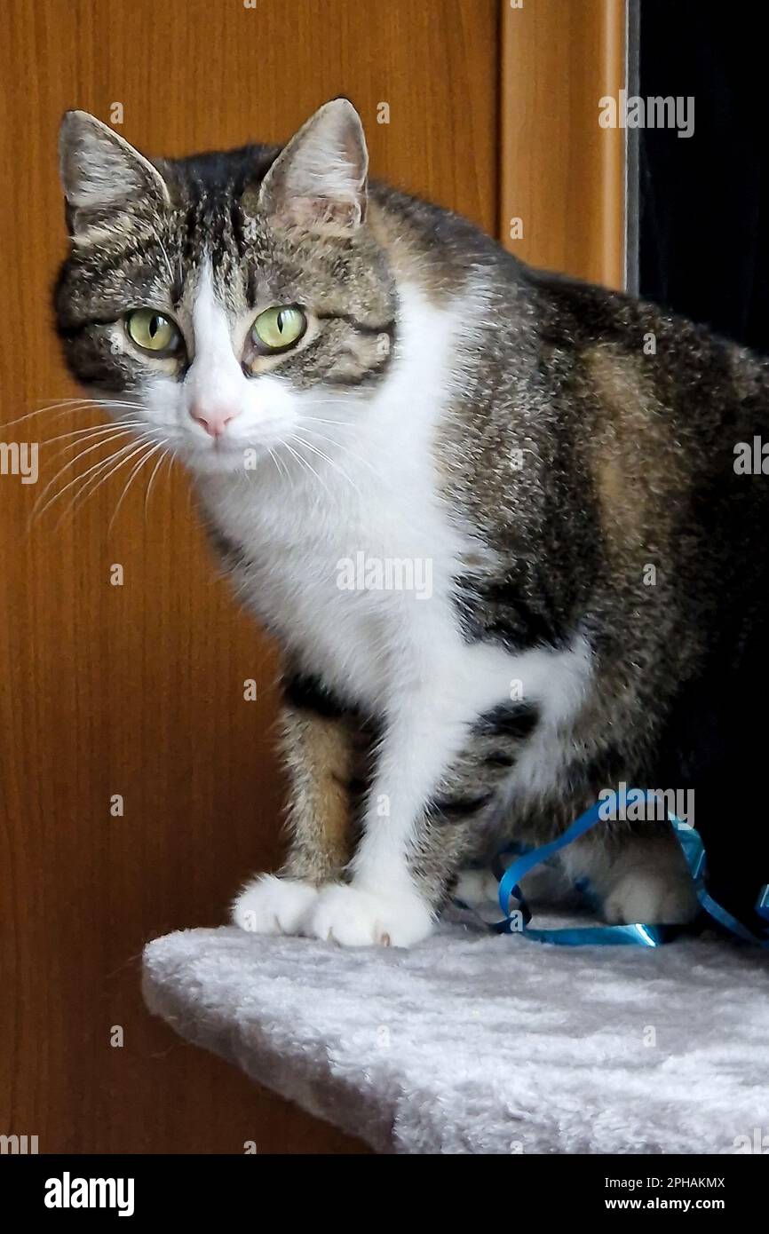 Young female european cat, Bron, AURA region, France Stock Photo - Alamy