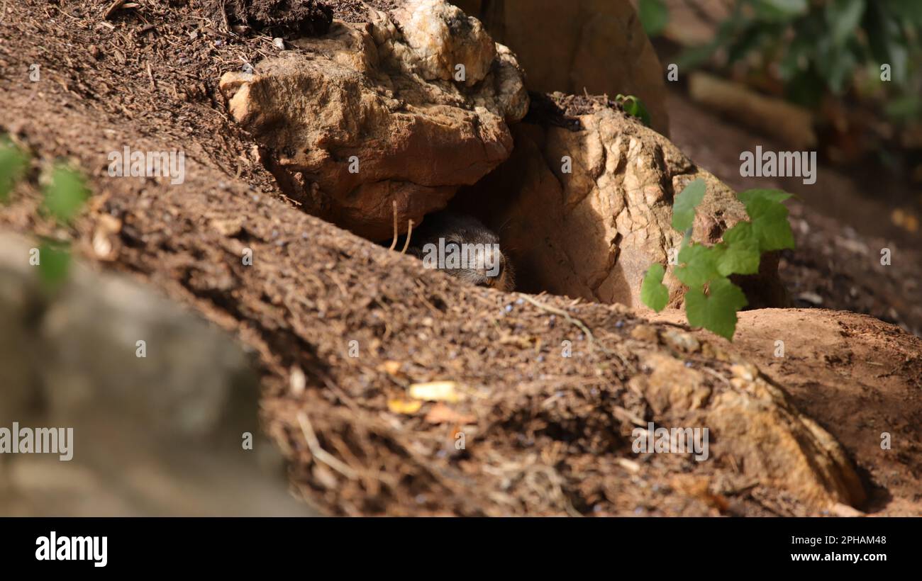A groundhog peeking out from the entrance of its burrow amongst a ...