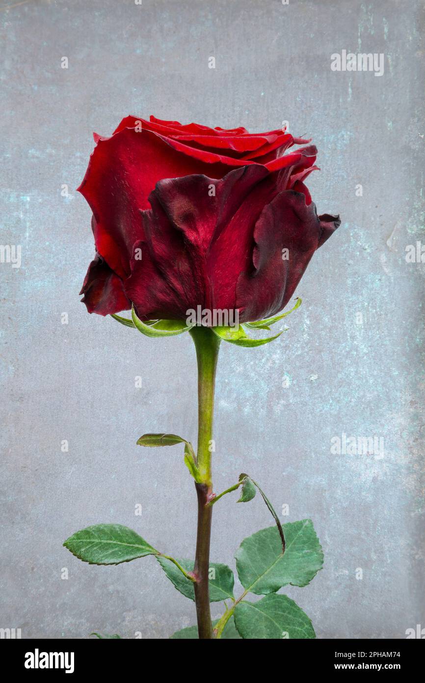 Rose stem long hi-res stock photography and images - Alamy