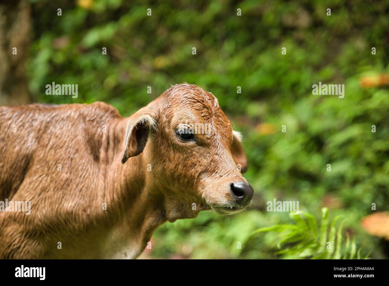 Asian calf hi-res stock photography and images - Alamy