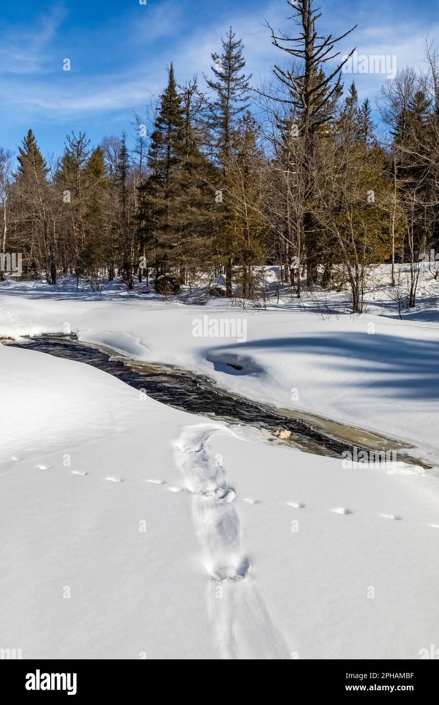 North American River Otter, Lontra canadensis, tracks in snow, crossed ...