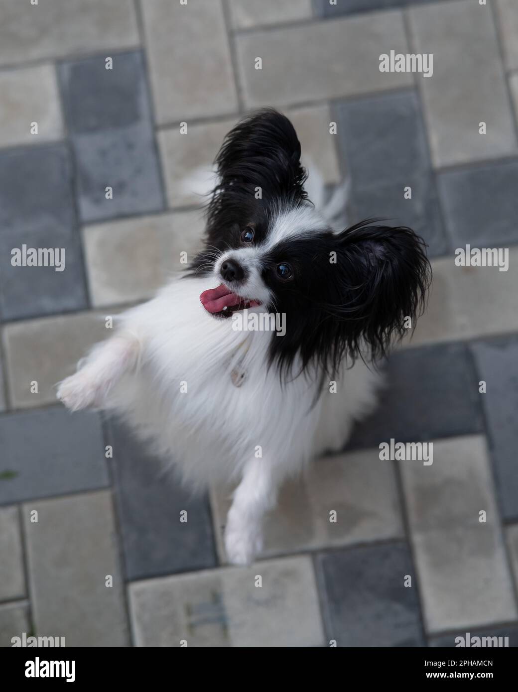 Top view of pappilion dog on the sidewalk. Portrait of a black and ...