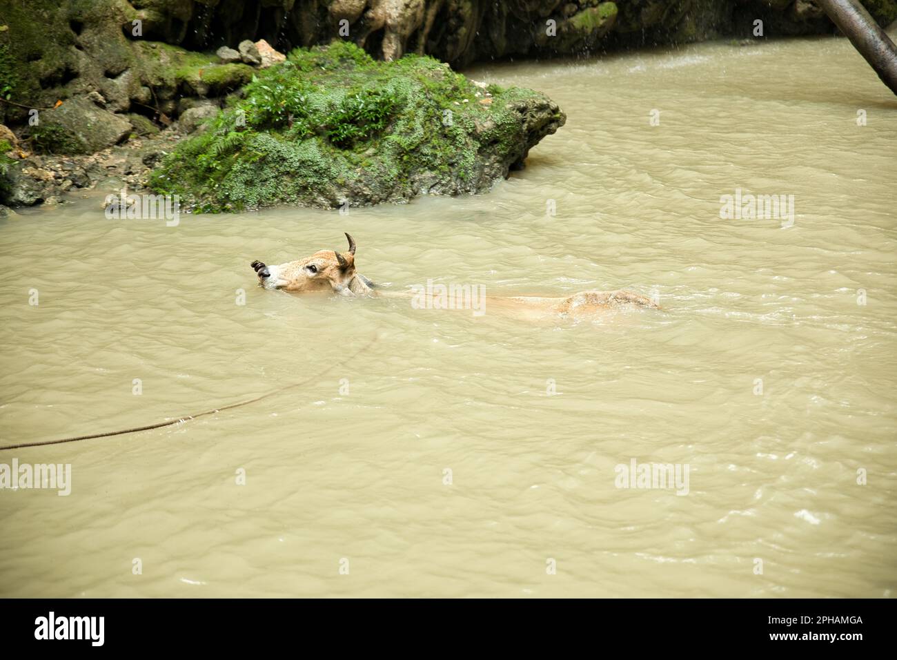 An Asian cow swims in the natural pool of the Cangbangang waterfall in ...