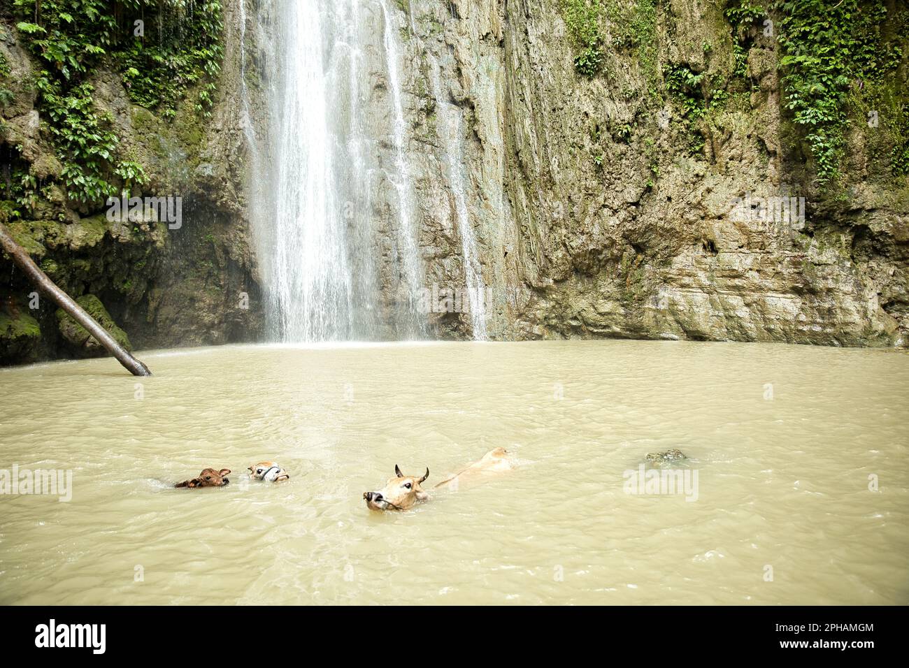 The idyllic Cangbang waterfalls in Siquijor in the Philippines amidst the light-filled ...
