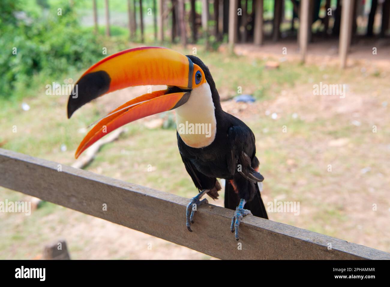 toco bird with orange beak. photo of toco bird outside. toco bird ...