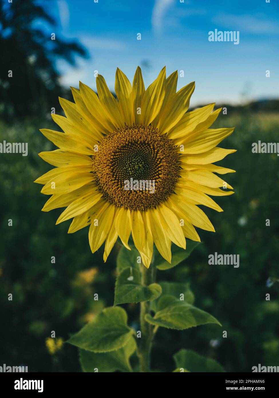 Sunflower reaching for the sun hi-res stock photography and images - Alamy