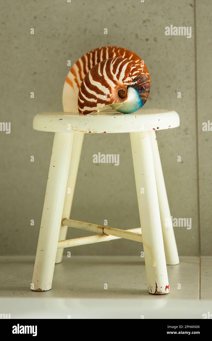 Giant seashell on a white stool for home deco Stock Photo - Alamy