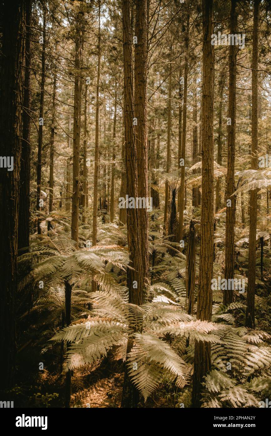 Redwoods Forest is a forest of naturalised coastal redwood on the ...