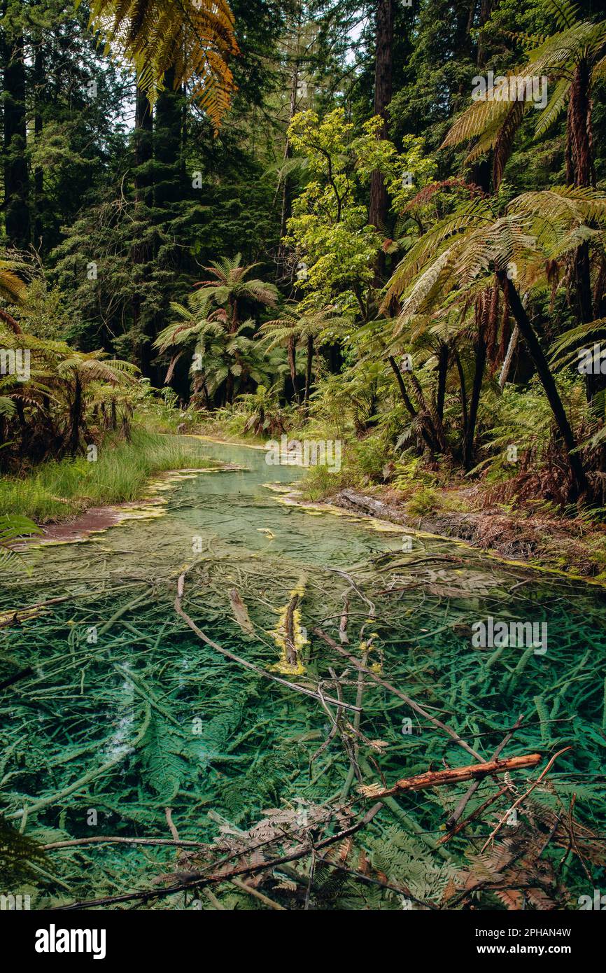 Emerald green thermal pond in Redwoods Whakarewarewa Forest, a forest ...