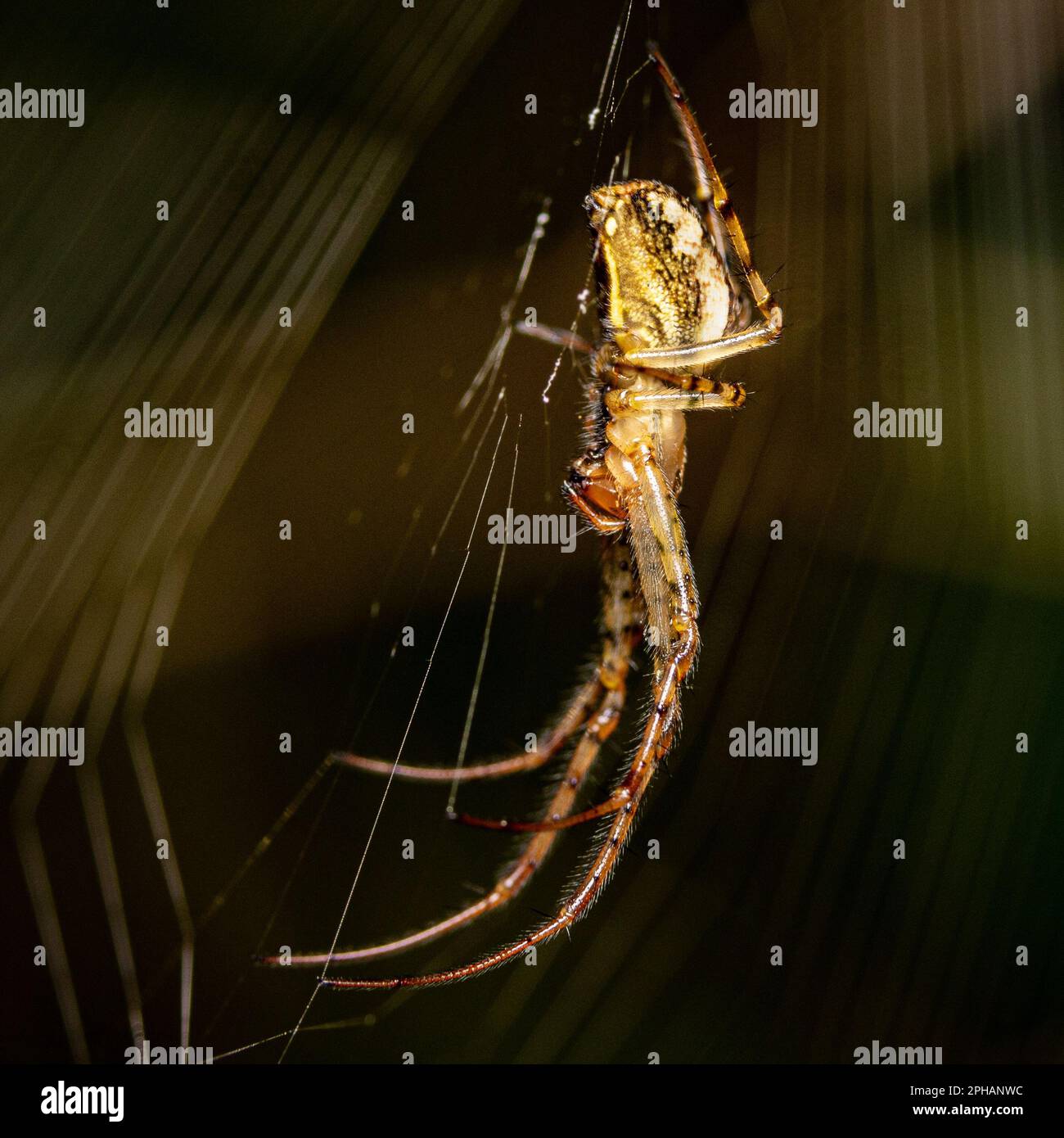 Dangling spider hi-res stock photography and images - Alamy