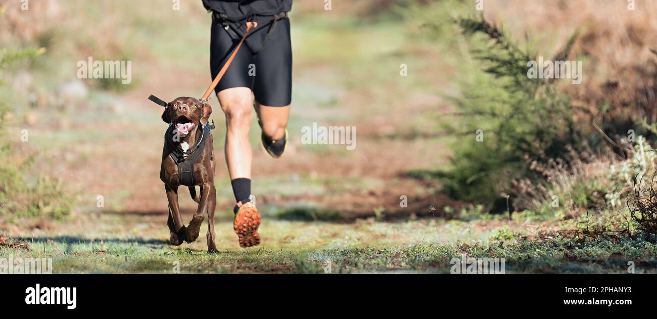 Dog and its owner taking part in a popular canicross race. Canicross ...
