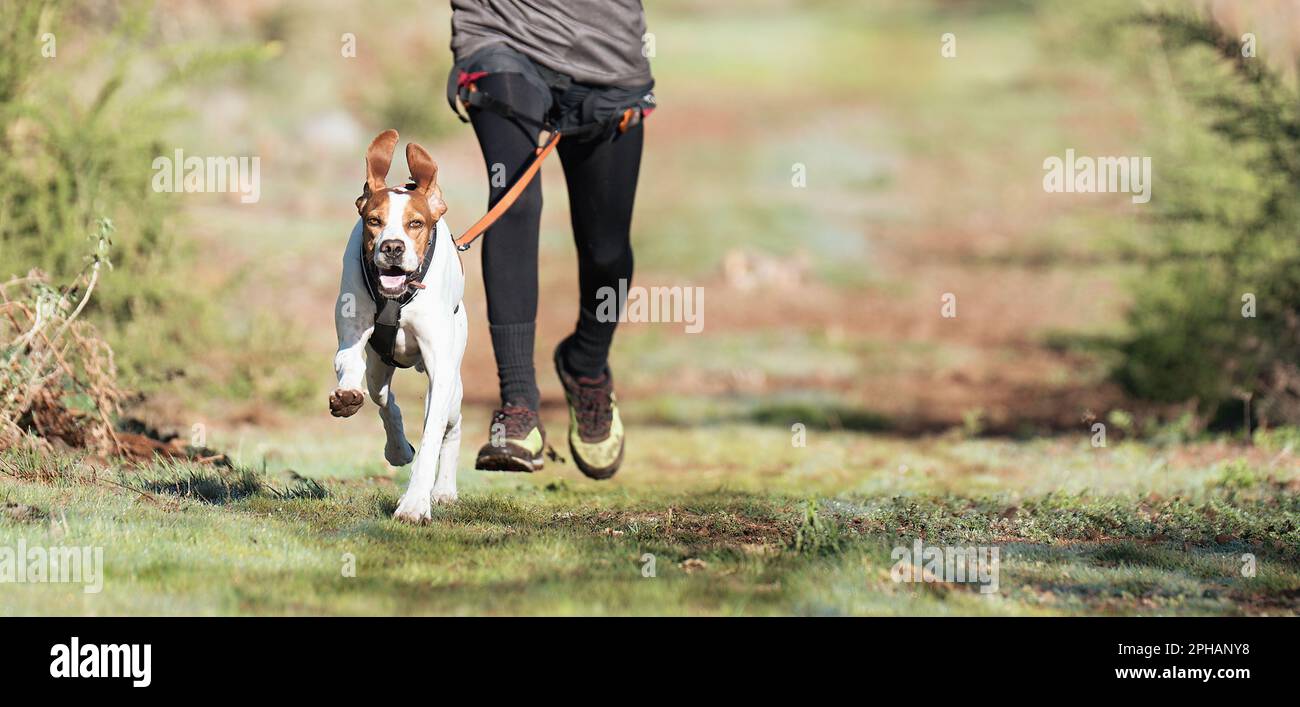 Dog and its owner taking part in a popular canicross race. Canicross ...