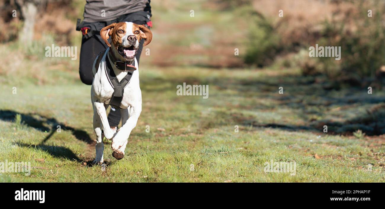 Dog and its owner taking part in a popular canicross race. Canicross ...
