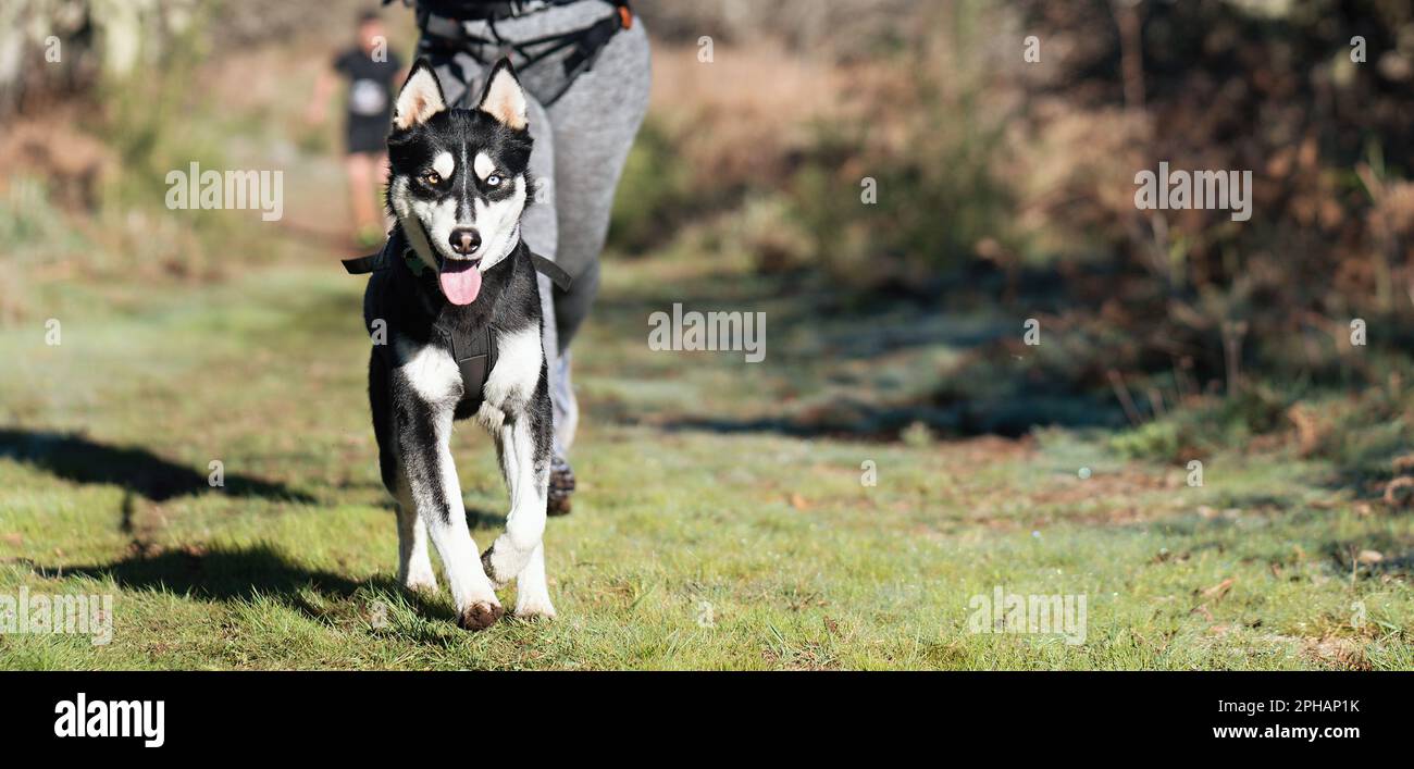 Dog and its owner taking part in a popular canicross race. Canicross ...
