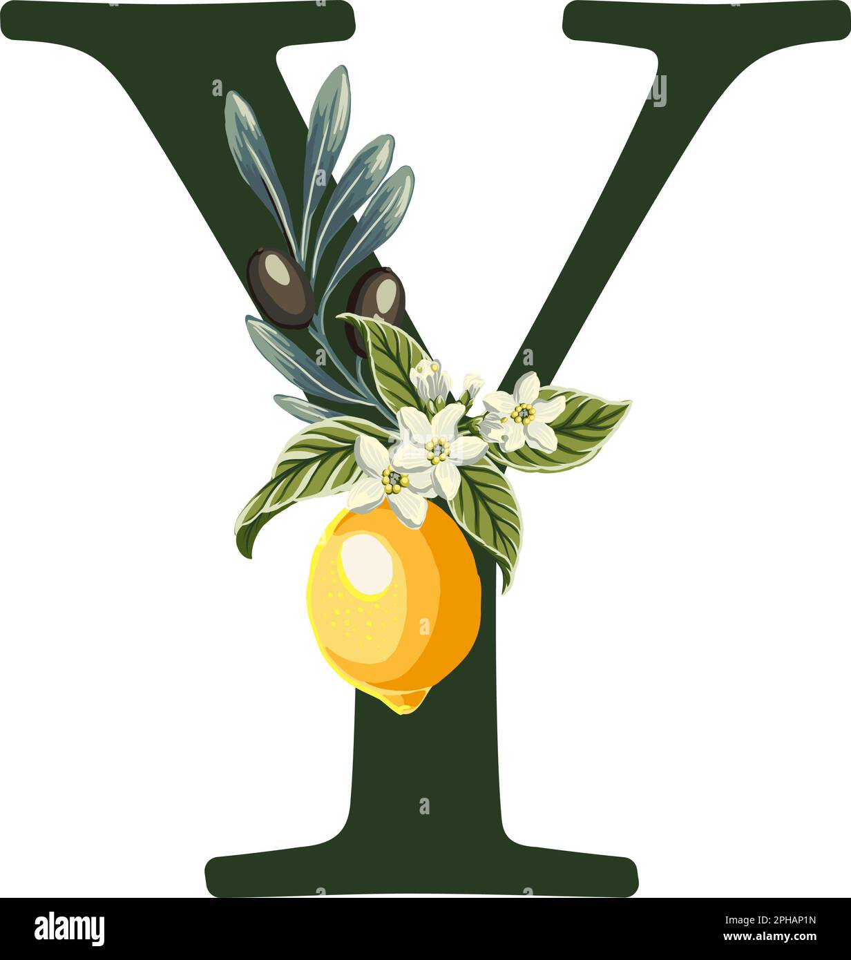 letter Y from Alphabet with lemons and olive branches illustration ...