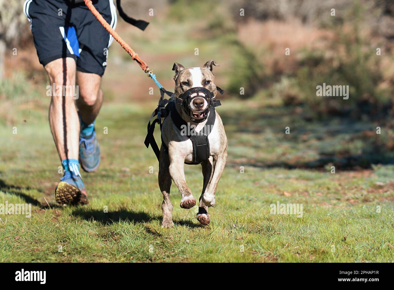 Dog and its owner taking part in a popular canicross race. Canicross ...