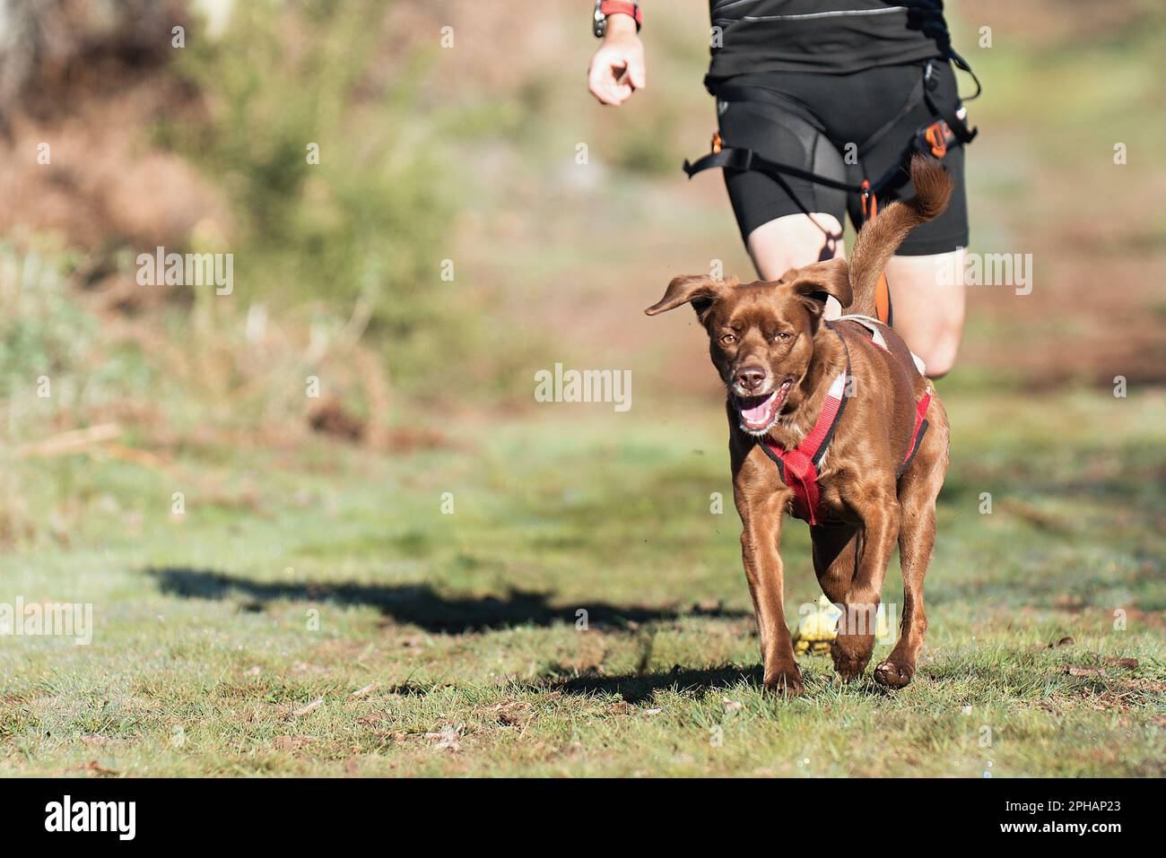 Dog and its owner taking part in a popular canicross race. Canicross ...