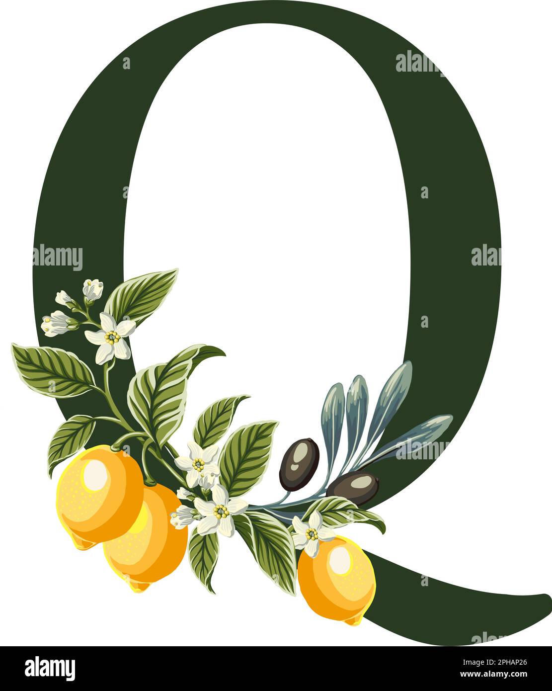 letter Q from Alphabet with lemons and olive branches illustration ...