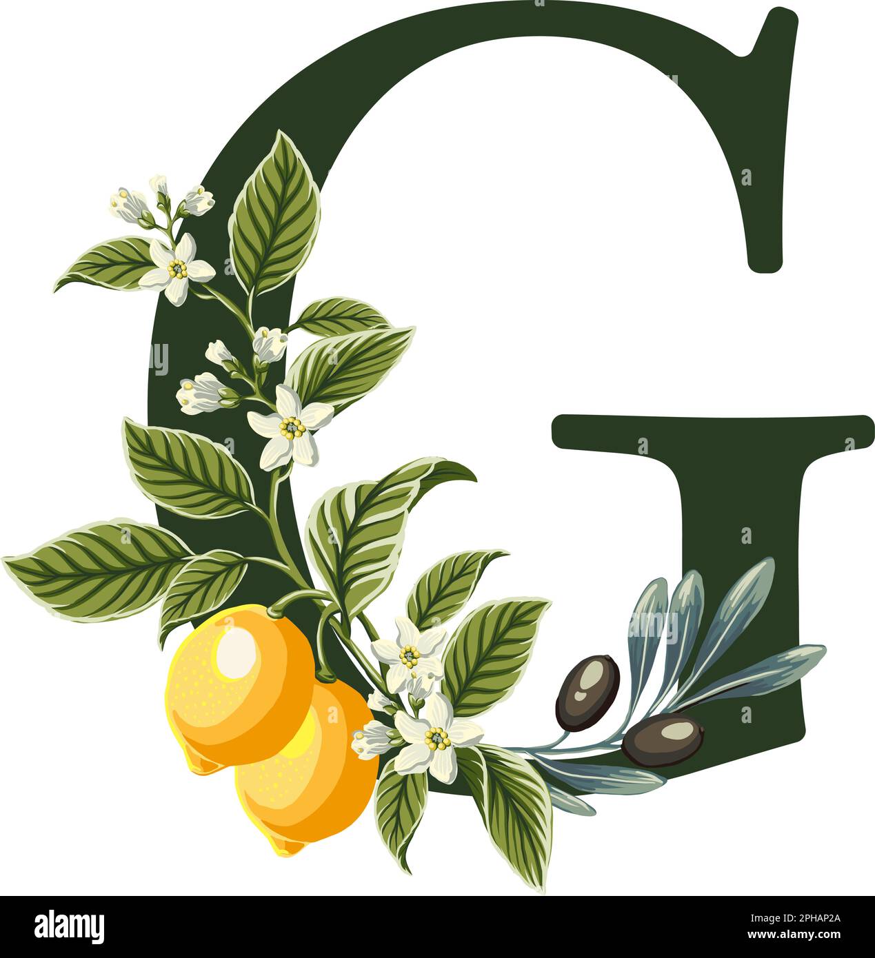 letter G from Alphabet with lemons and olive branches illustration ...
