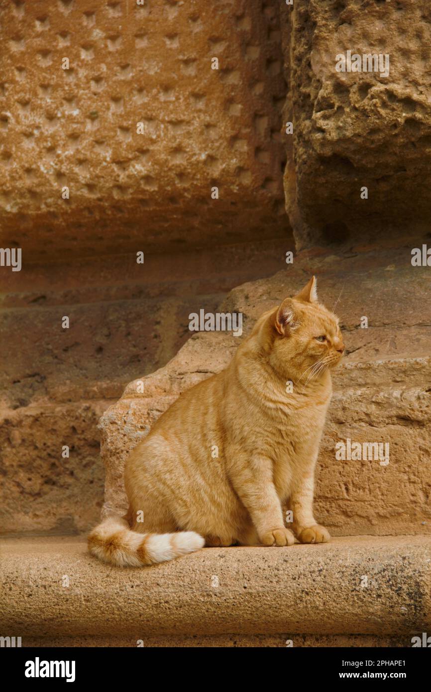 An orange tabby cat sitting on an old stone building wall Stock Photo ...