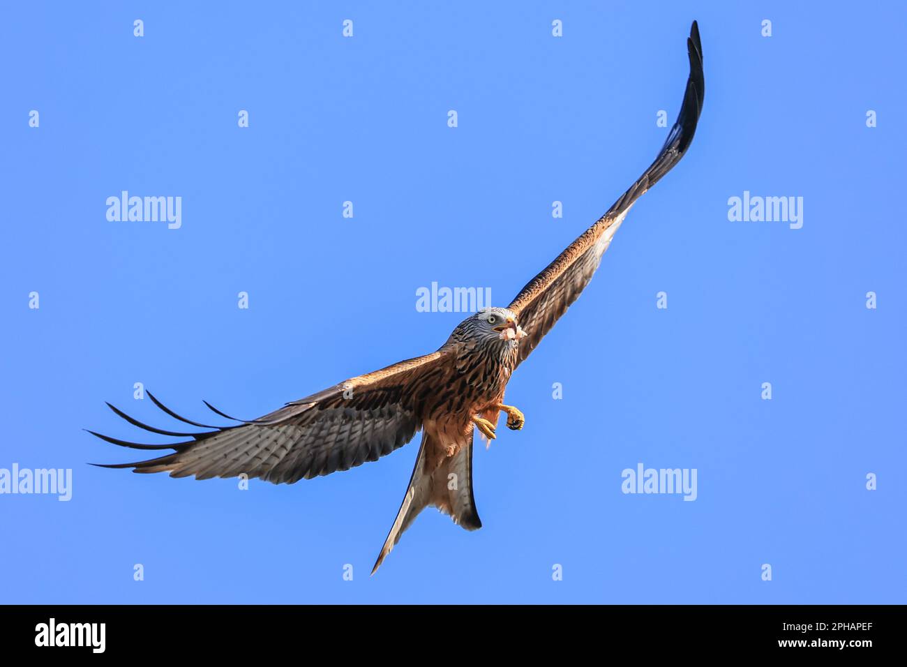 Red Kites soar through the sky as they feed at Muddy Boots Cafe ...